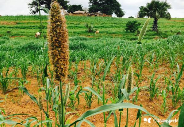 An Introduction to Northern Ghana's Super Foods Shea, Millet & Fonio ...